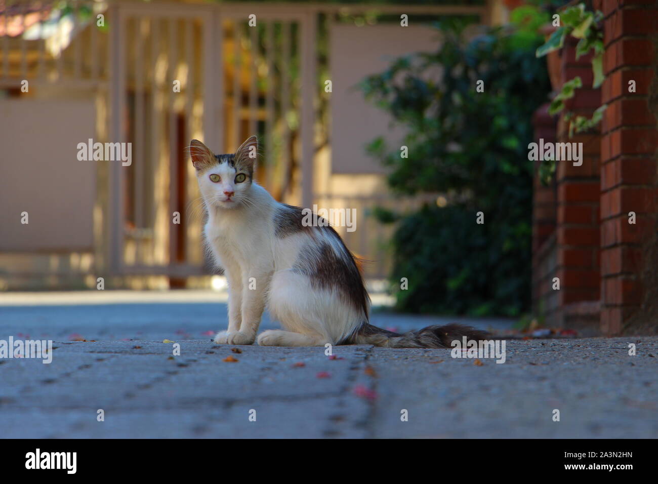 Portrait of Stray cat on the street Stock Photo - Alamy