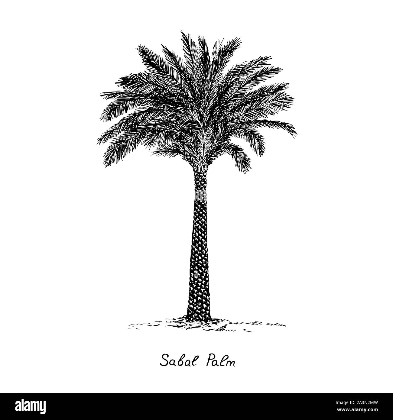 Sabal Palm (cabbage-palm, palmetto, cabbage, blue, Carolina or common ...
