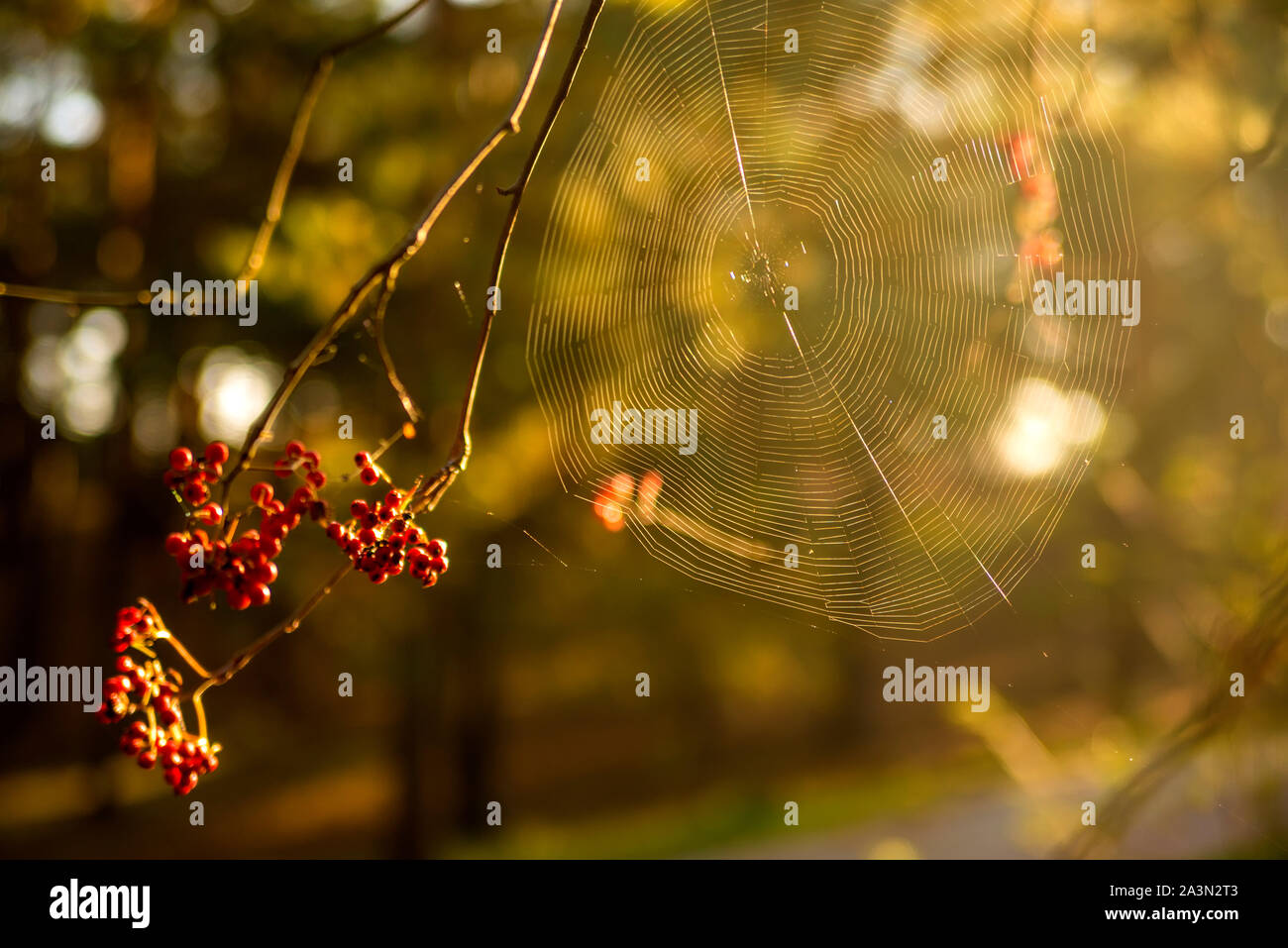 spider web on a bush with berries Stock Photo - Alamy
