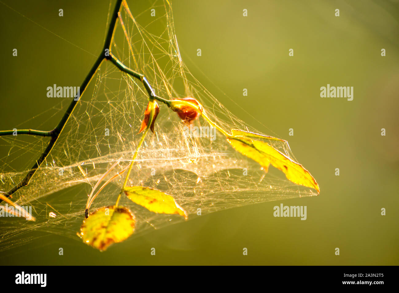 spider web with intertwined threads Stock Photo - Alamy