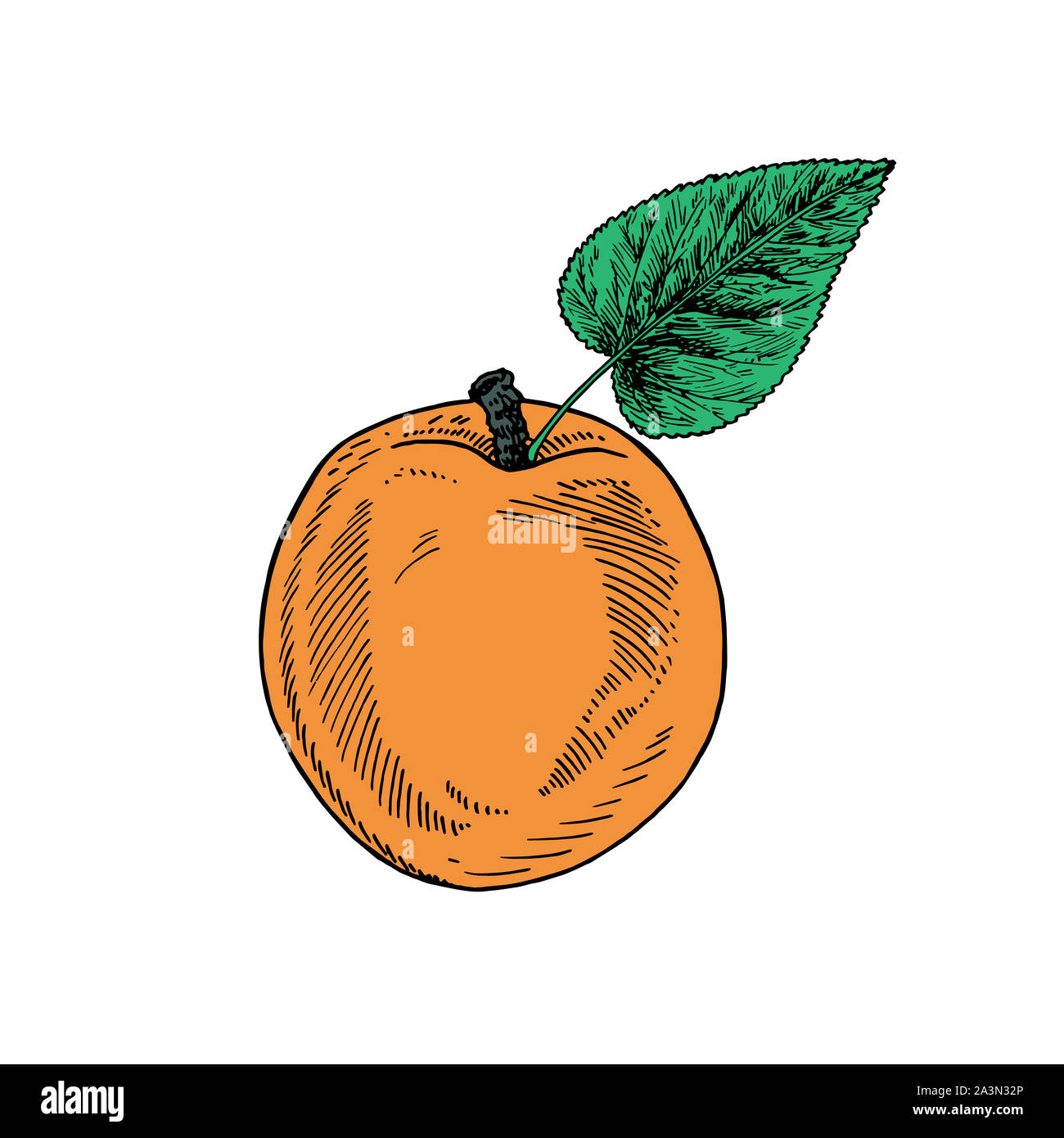 Apricot Drawing High Resolution Stock Photography and Images - Alamy