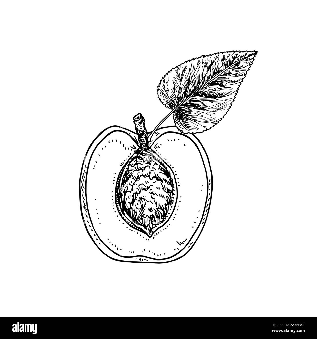 Apricot cut slice with leaf, hand drawn gravure style, sketch ...