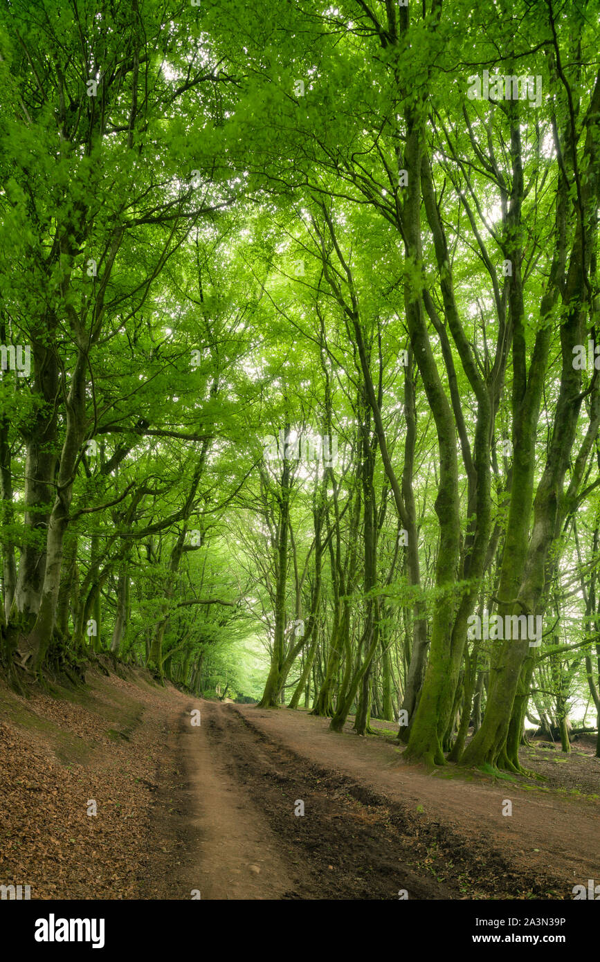 Beech road hi-res stock photography and images - Alamy