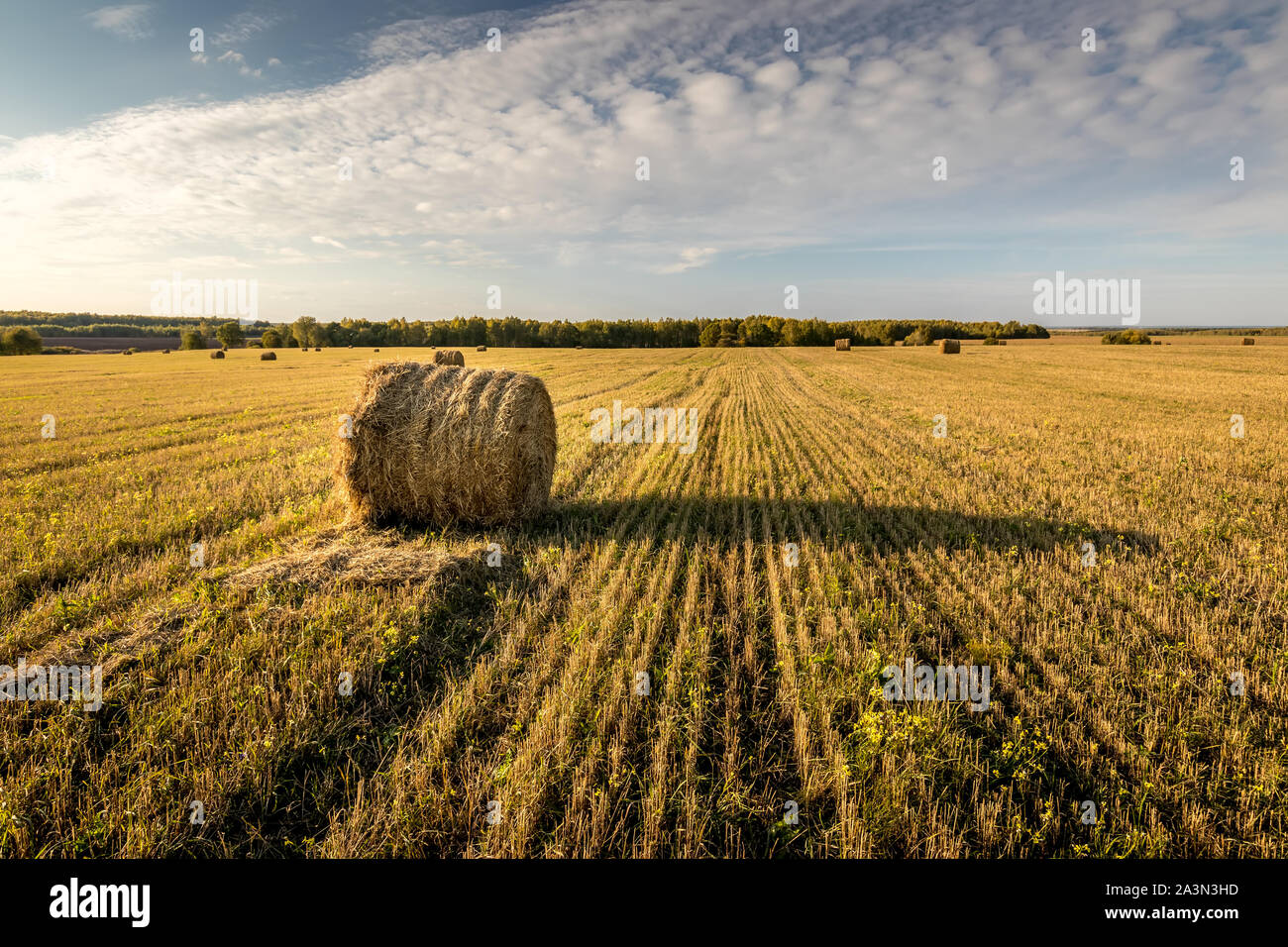 Scene with haystacks on the field in autumn sunny day. Rural landscape ...