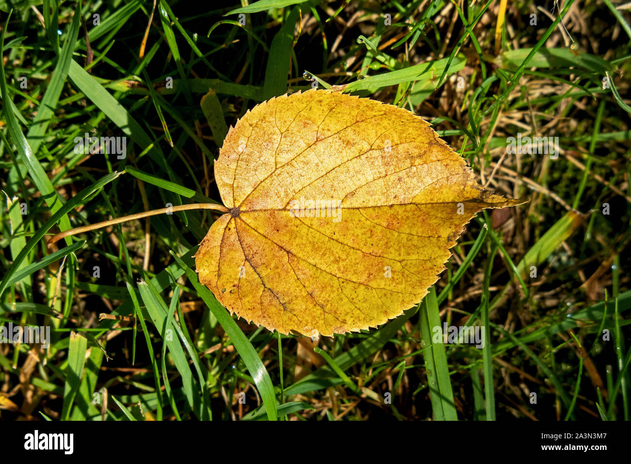 Orange color grass hi-res stock photography and images - Alamy