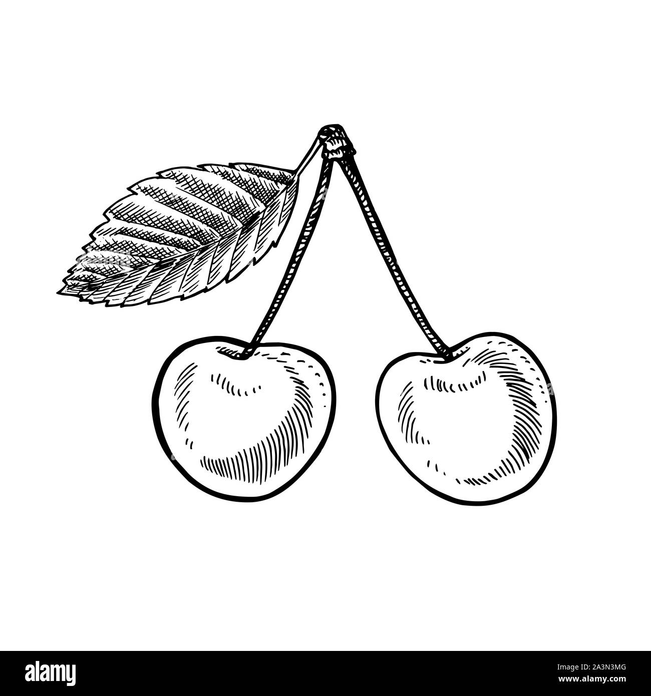 Cherry Leaf Drawing