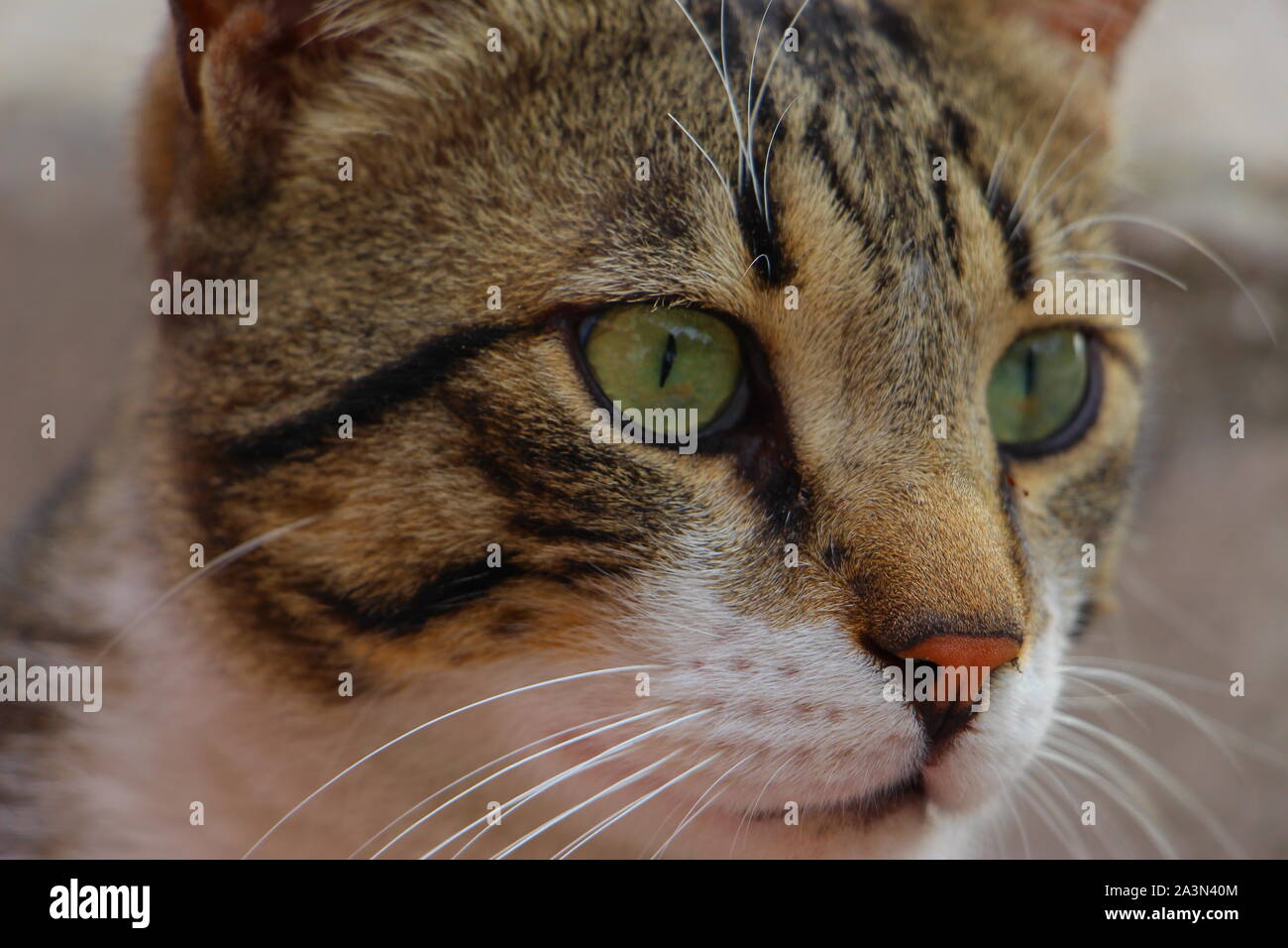 Black cat with white stray hair hi-res stock photography and images - Alamy
