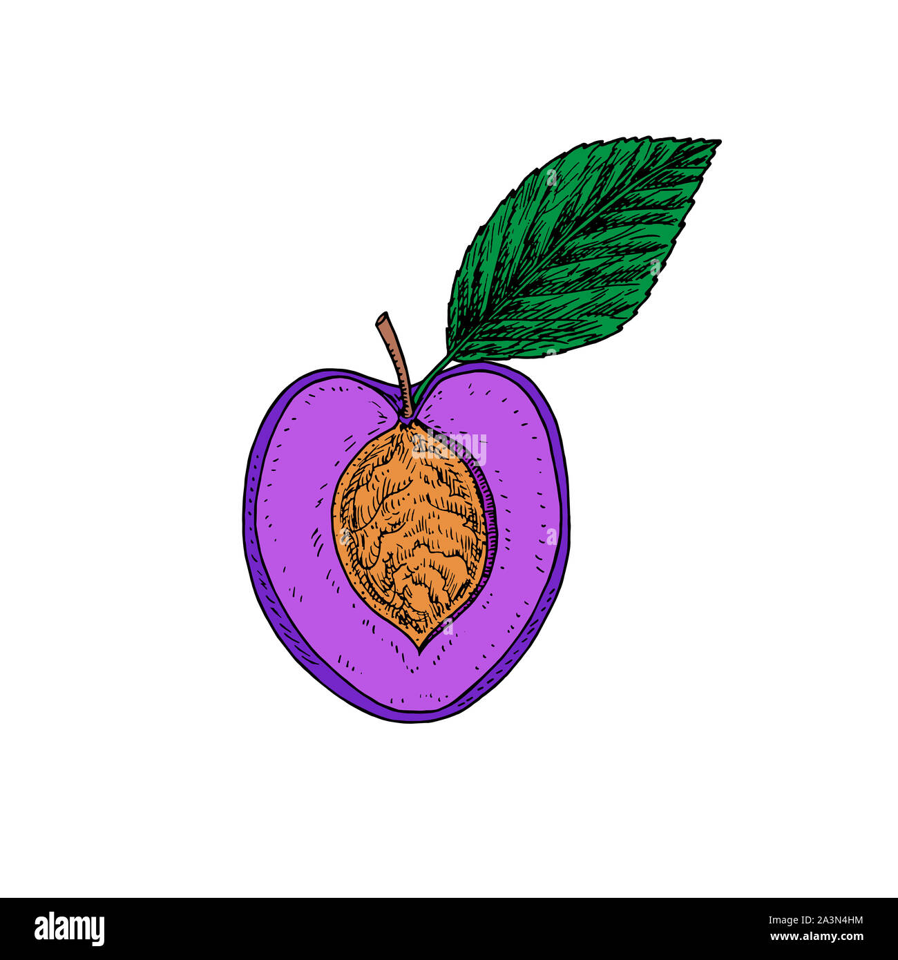 Purple plum cut slice with leaf, hand drawn color sketch illustration ...
