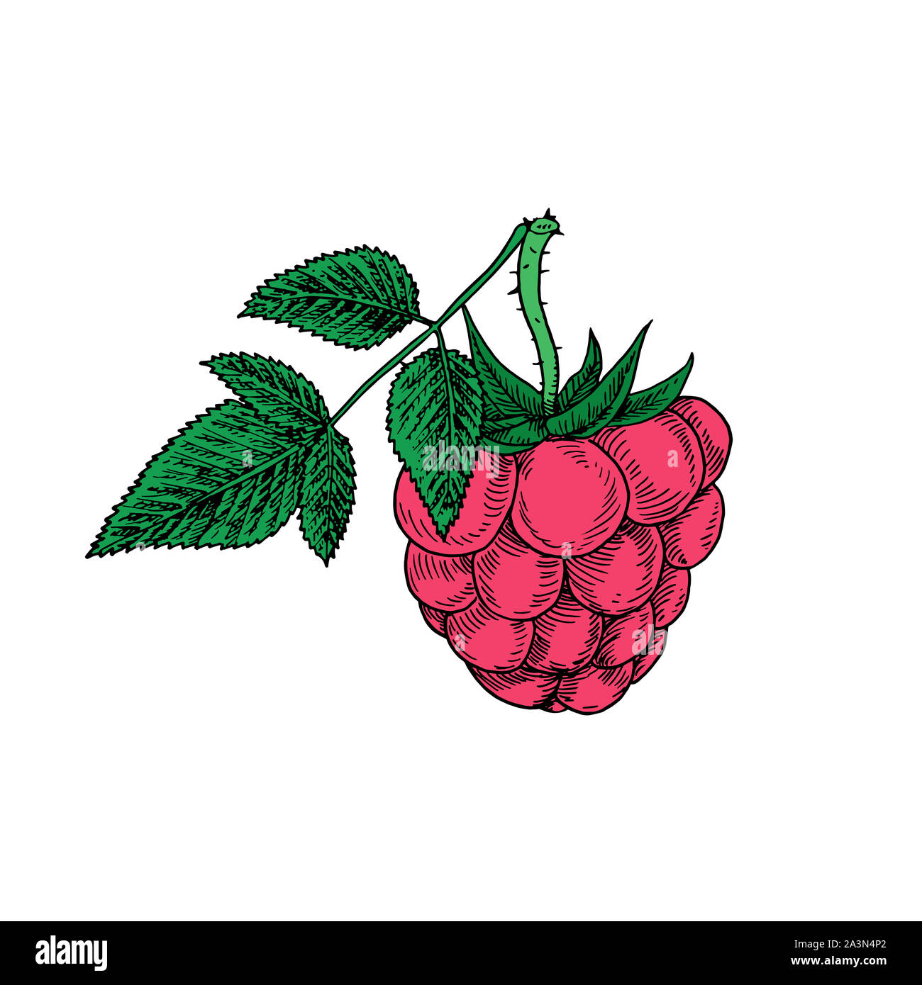 Pink ripe raspberries branch with green leaf, vector doodle sketch ...