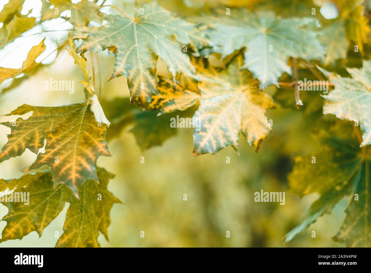 bright colorful background with leaves, autumn composition Stock Photo ...