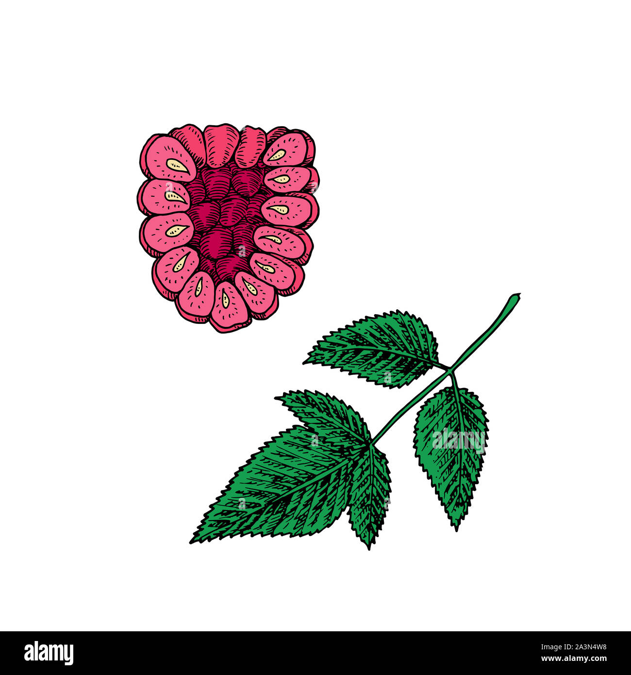 Pink ripe raspberries branch with green leaf, doodle sketch ...