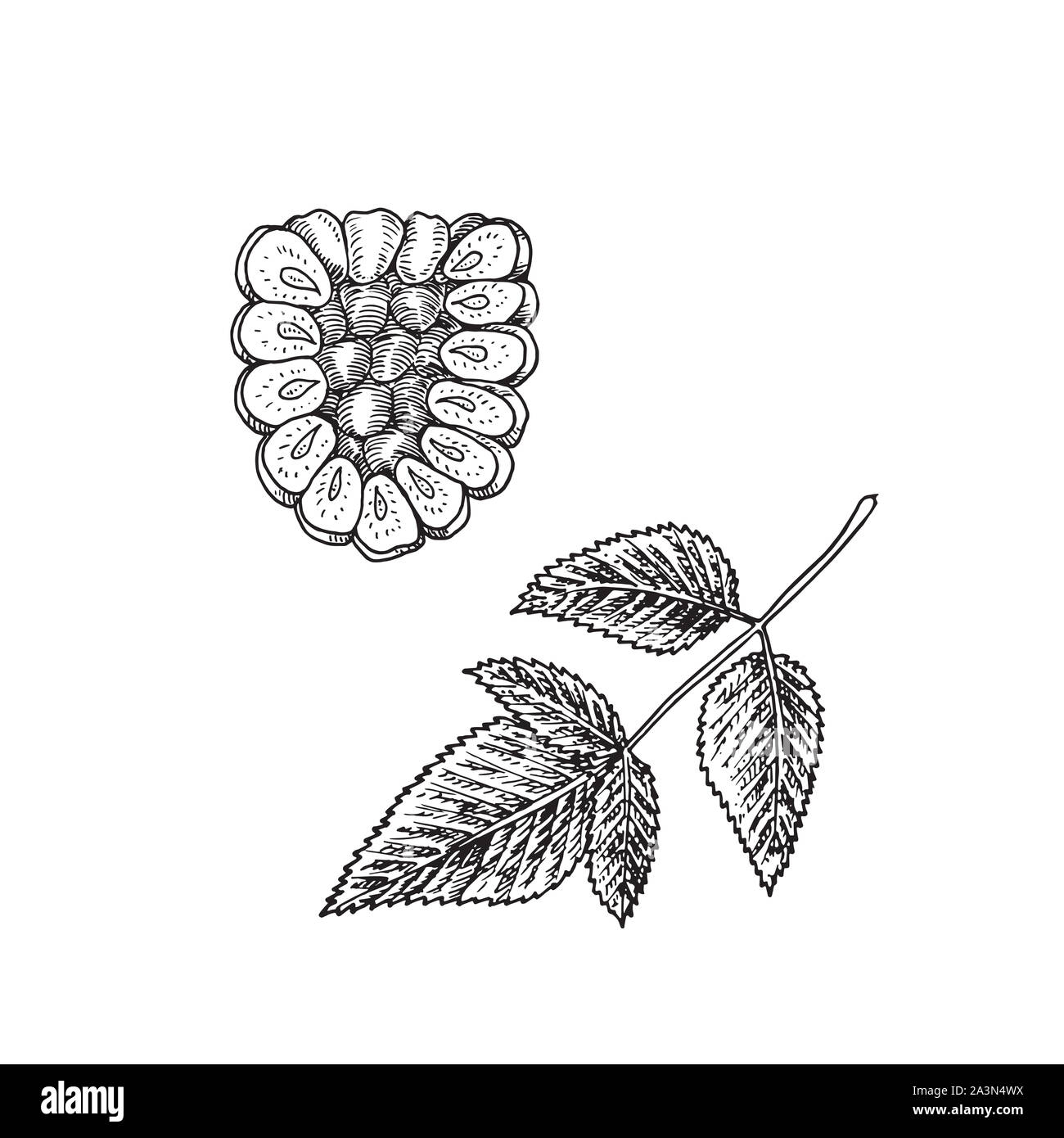 Raspberries cut half and leaf, doodle gravure style sketch illustration ...