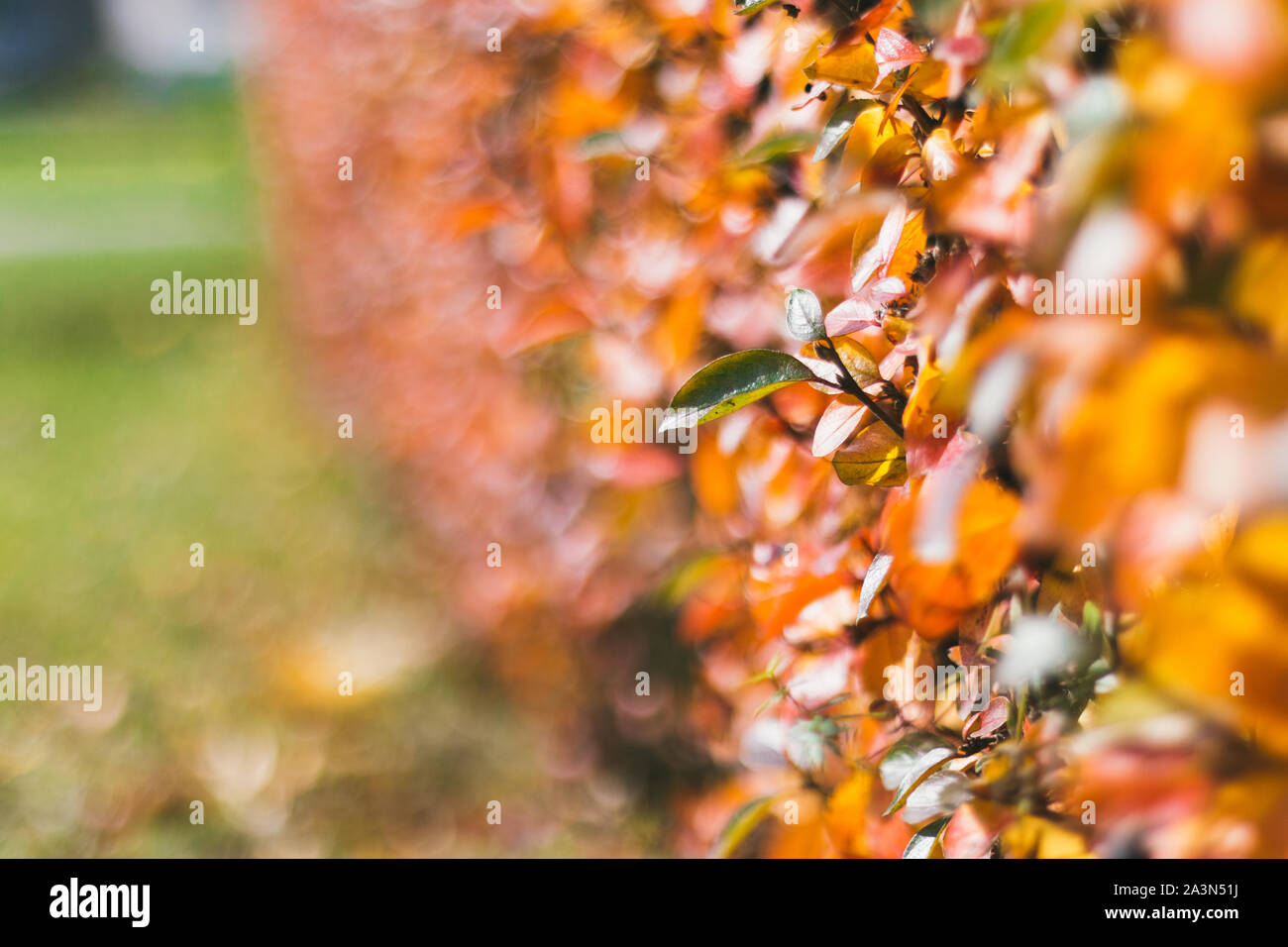 bright colorful background with leaves, autumn composition Stock Photo ...