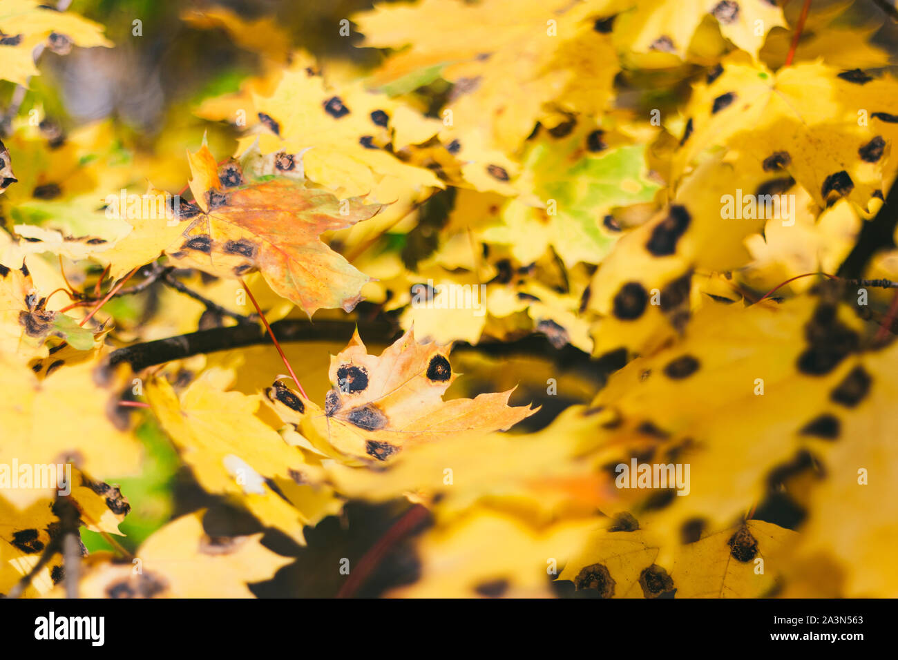 bright colorful background with leaves, autumn composition Stock Photo ...