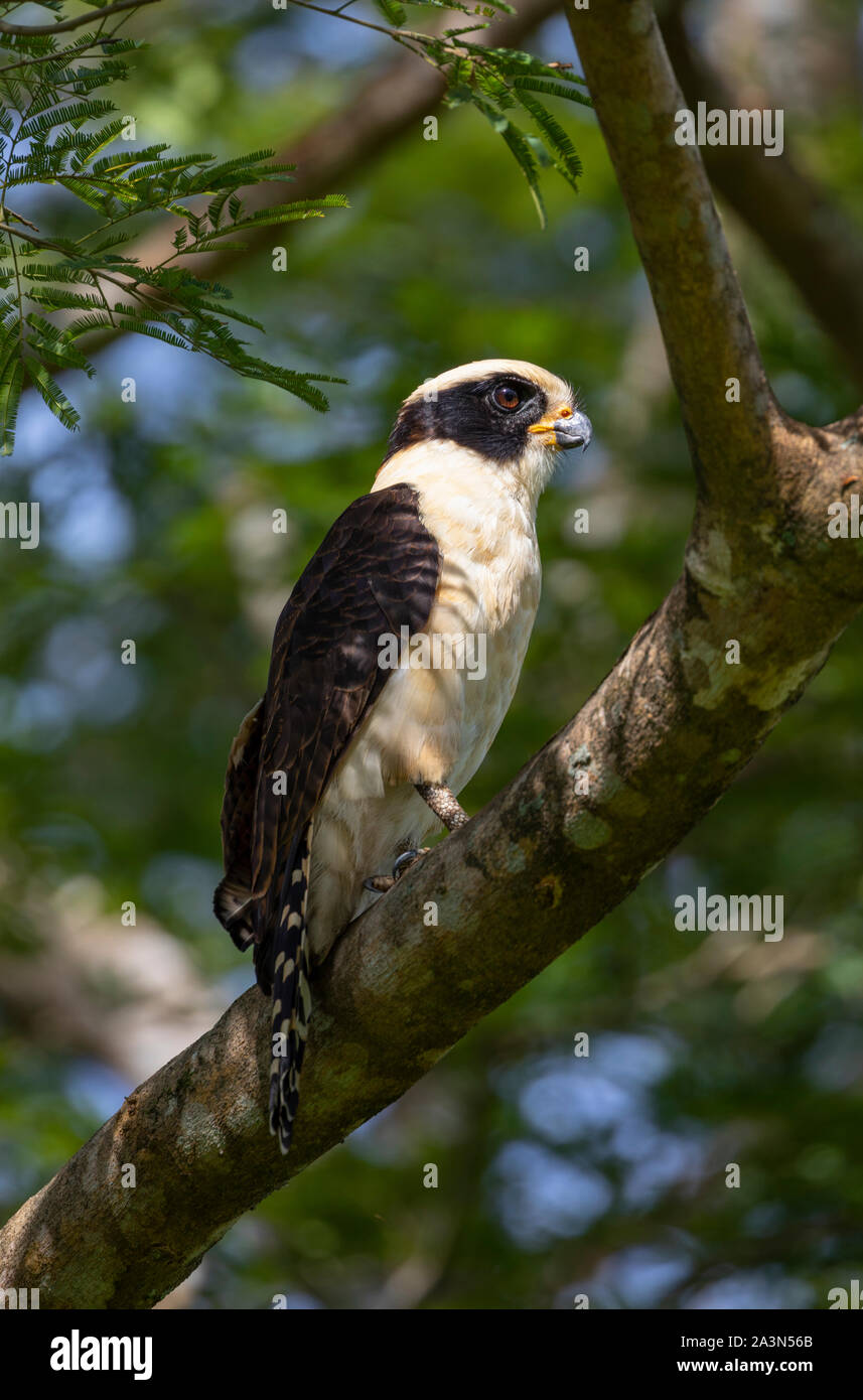 Laughing falcon (Herpetotheres cachinnans), perched in a tree in ...