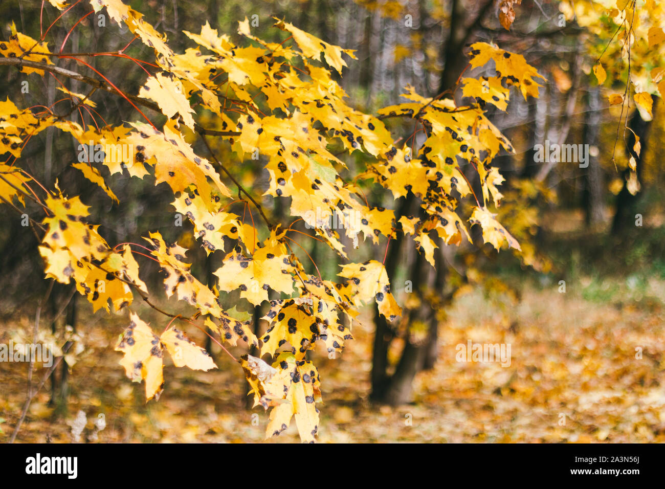 Bright autumn leaves on the tree, autumn warm Sunny weather in the Park ...