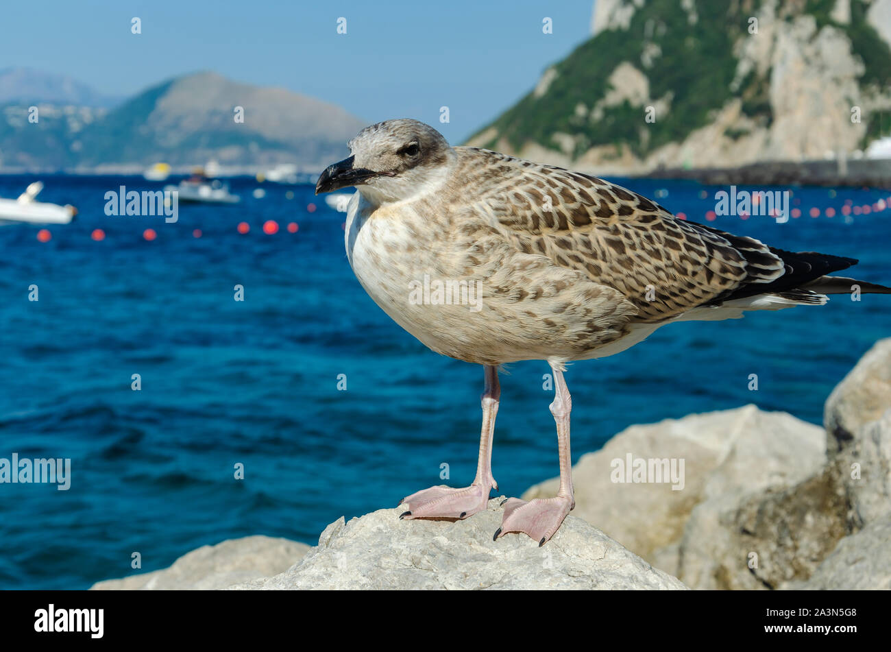 Close up portrait of a Sea gull standing on the stone in Italy on Capri ...