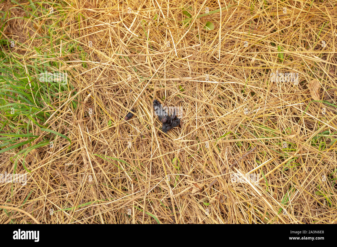 Excrement hi-res stock photography and images - Alamy