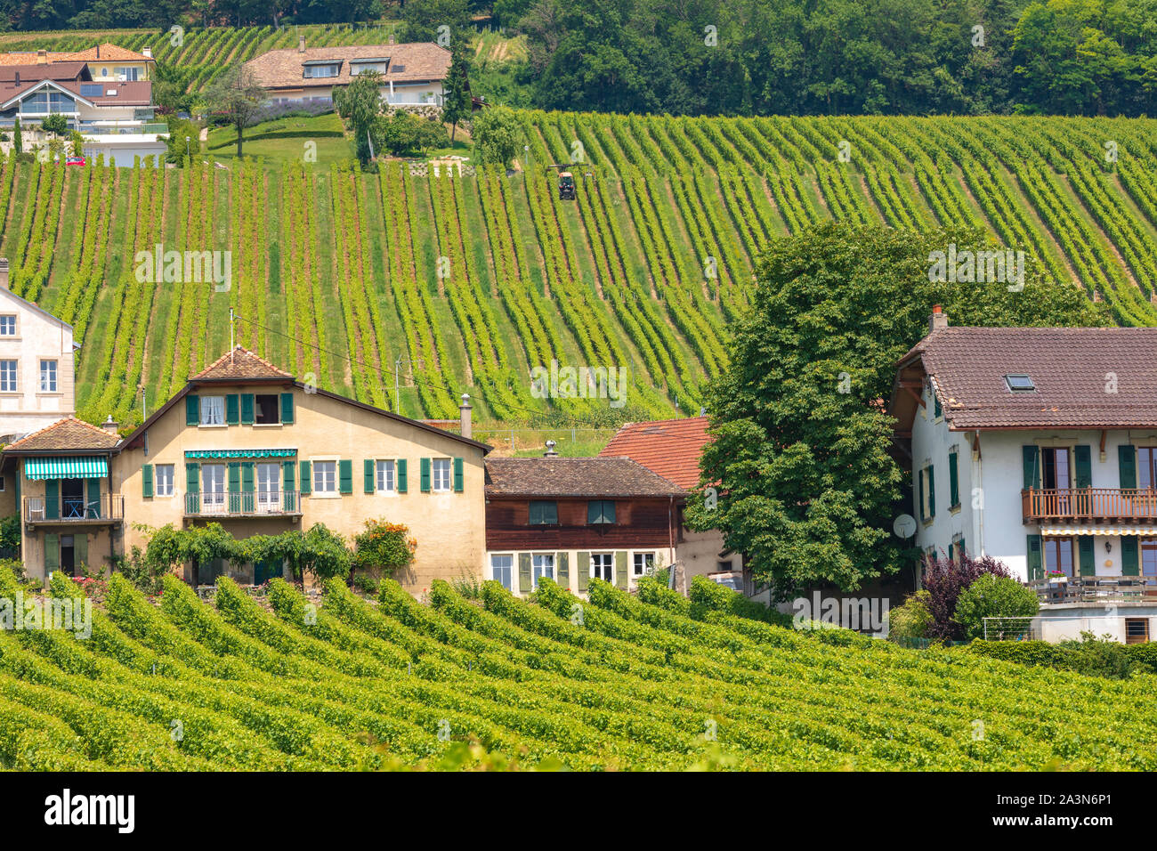 Beautiful vineyards on slopes of Mont-sur-Rolle is a municipality in ...