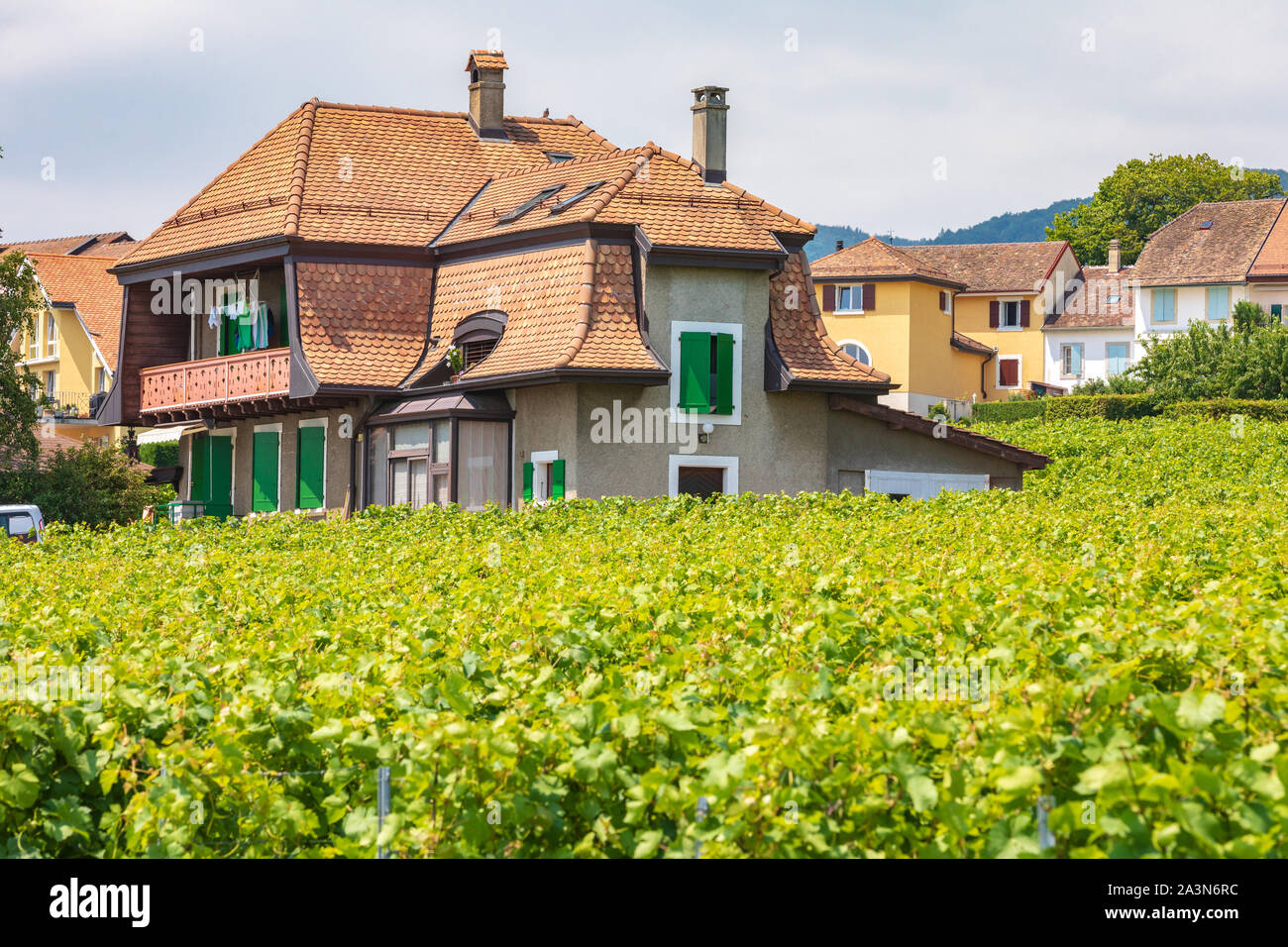Beautiful vineyards on slopes of Mont-sur-Rolle is a municipality in ...