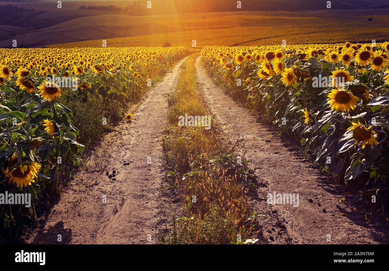 Sunshine through sunflowers hi-res stock photography and images - Alamy