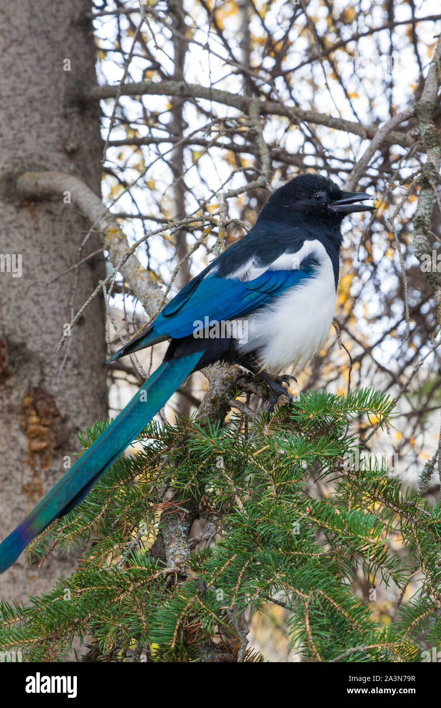 Mountain magpie hi-res stock photography and images - Alamy