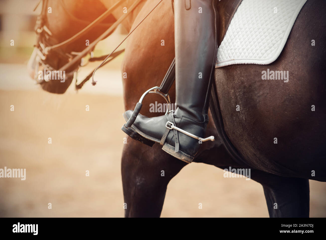 Horse spur hi-res stock photography and images - Alamy