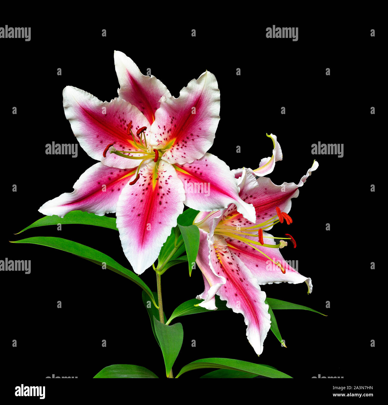 Two elegant spotted pink liliy flowers with white wavy edges of petals ...