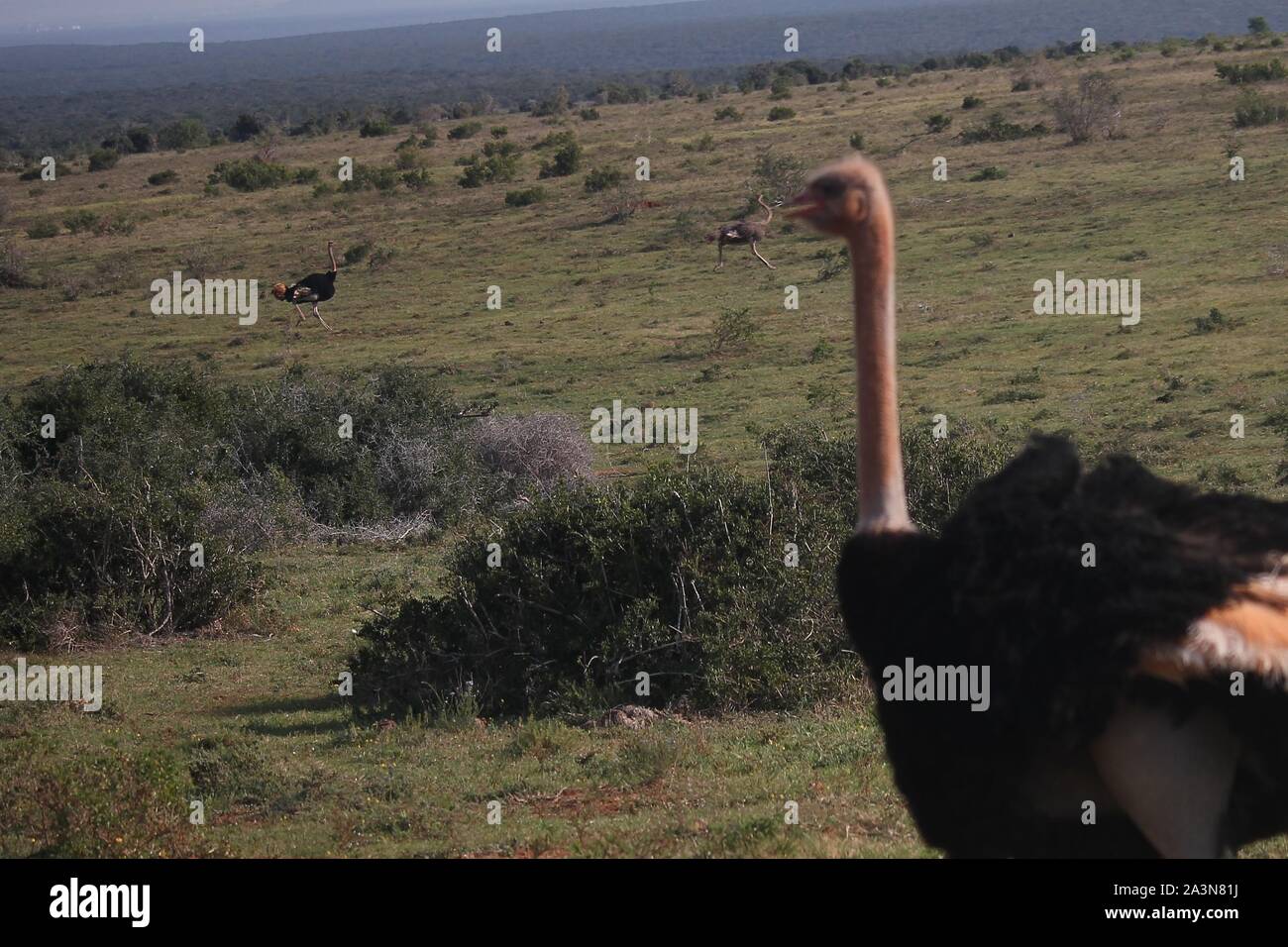 African mates hi-res stock photography and images - Alamy