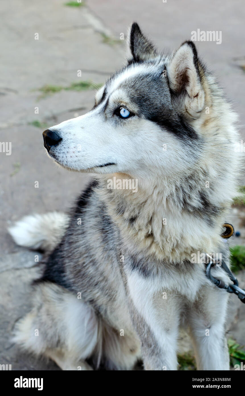 Husky doog looking to the side Stock Photo - Alamy