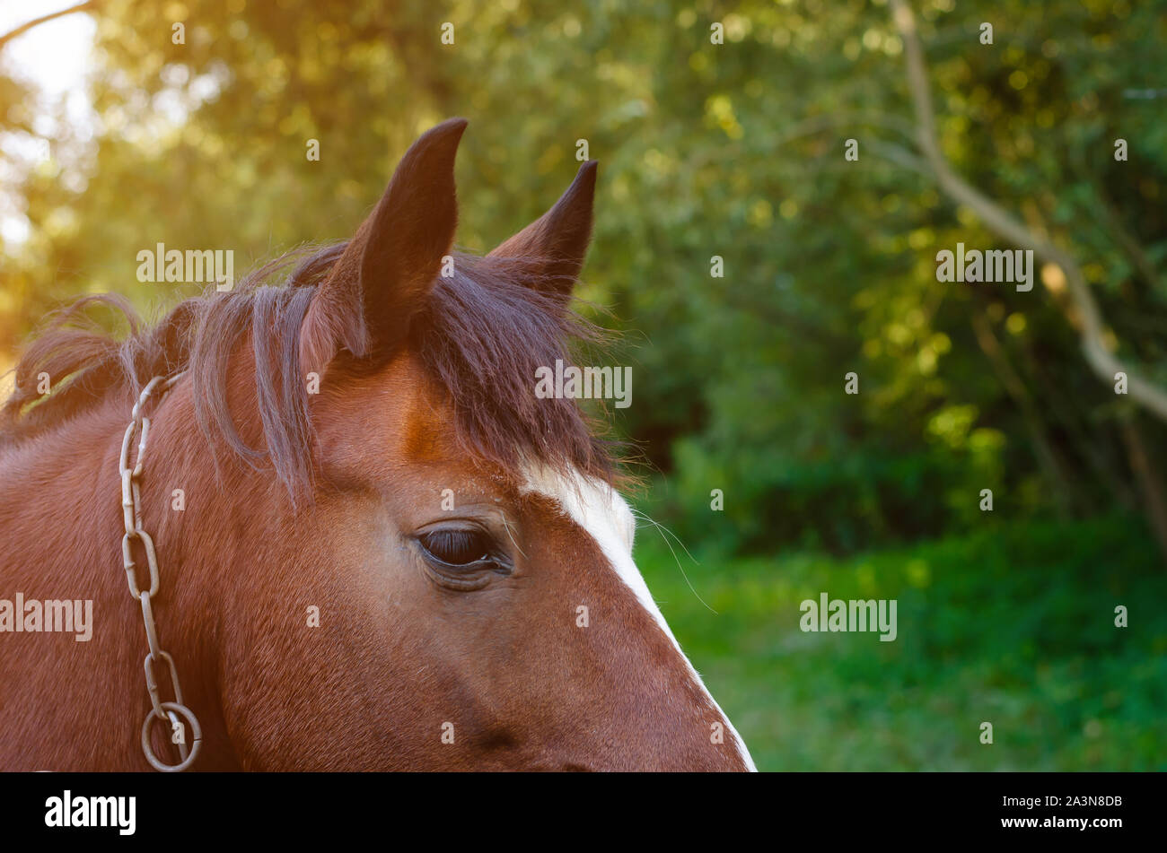 Cropped horse head shot hi-res stock photography and images - Alamy