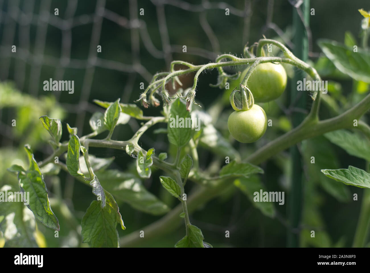 Green Tigerella tomatoes growing on the vine Stock Photo - Alamy