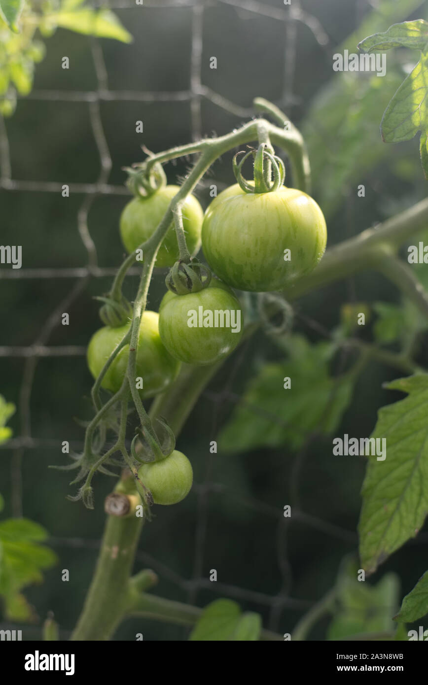 Tigerella tomato hi-res stock photography and images - Alamy
