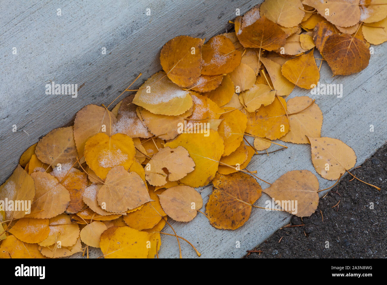 Fallen Aspen tree leaves collecting on the edge of a road in the ...