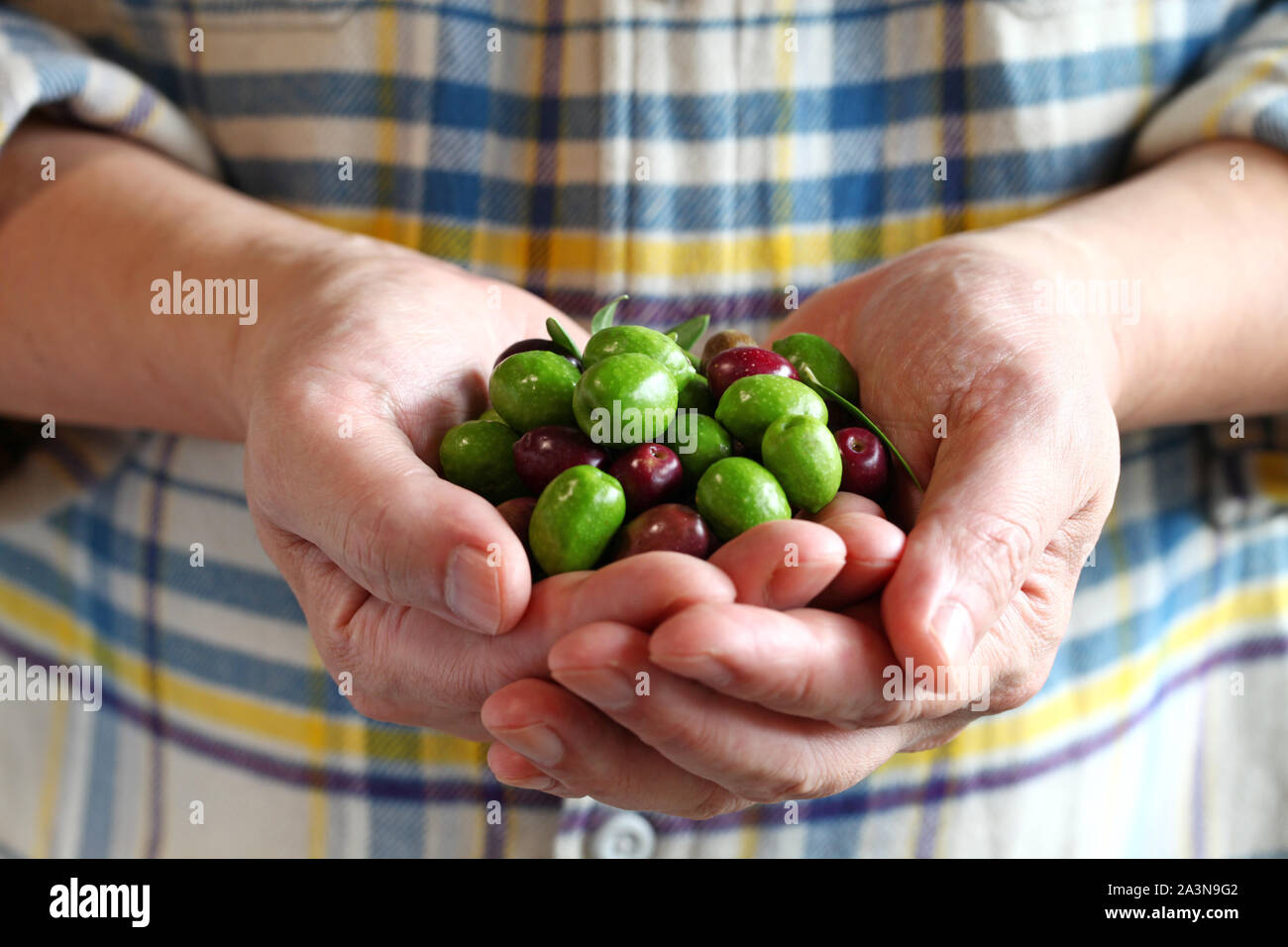 hands holding harvested fresh olives Stock Photo - Alamy
