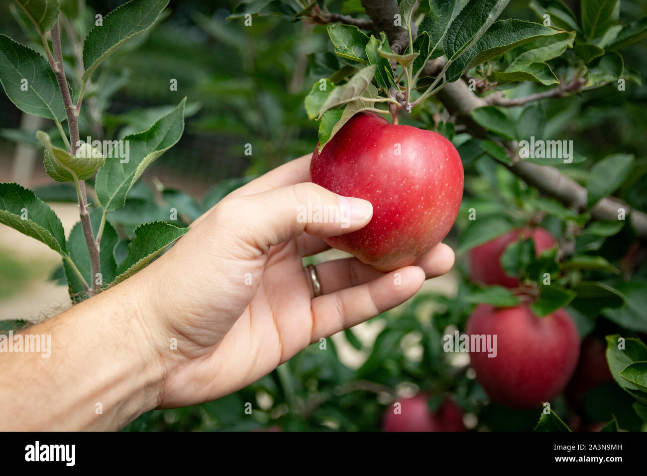 Hand picking ripe apple from the tree in an orchard Stock Photo - Alamy
