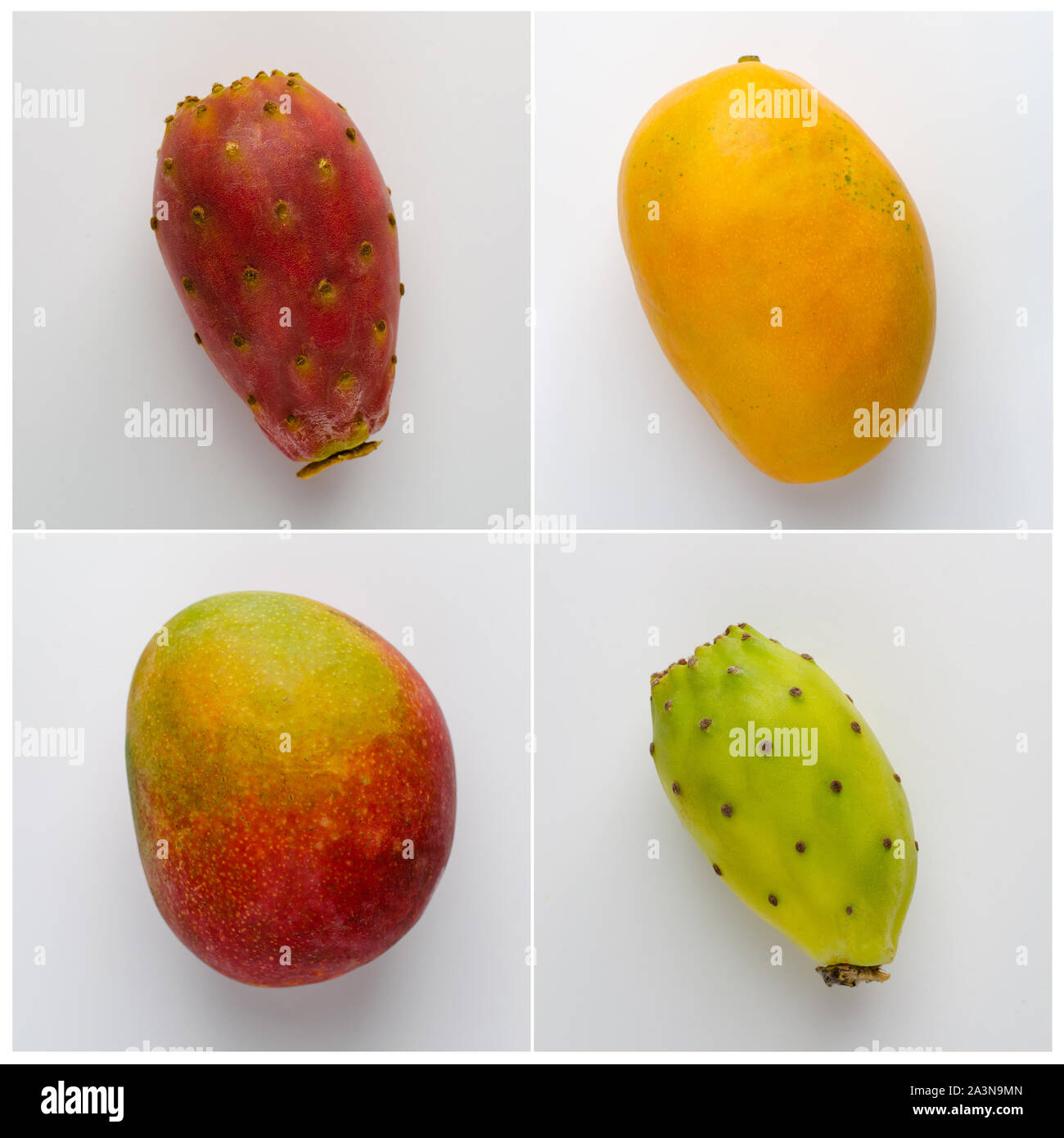 Collage of mango and prickly pear cactus. Square image, top view Stock ...