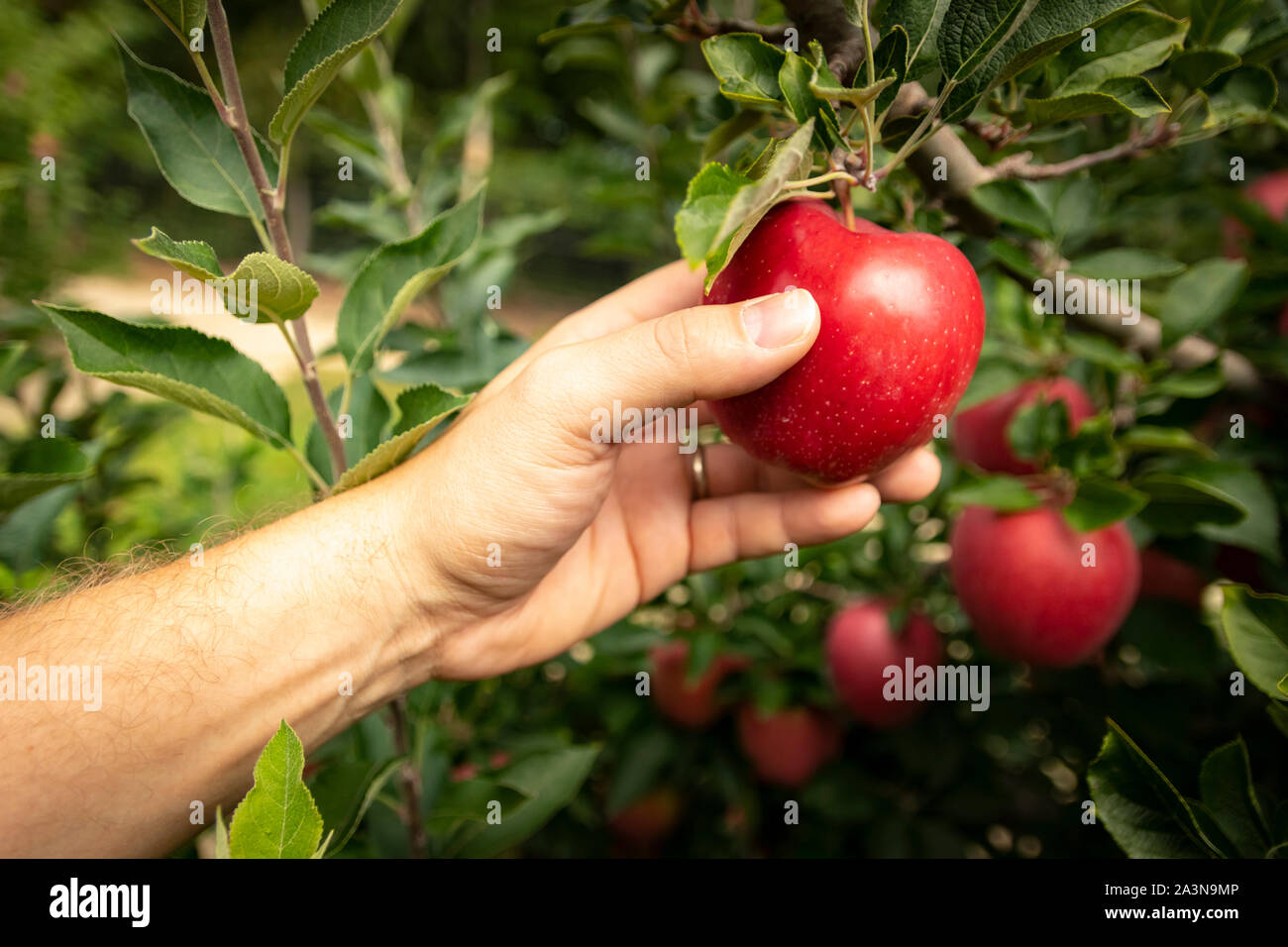 Hand picking an apple hi-res stock photography and images - Alamy