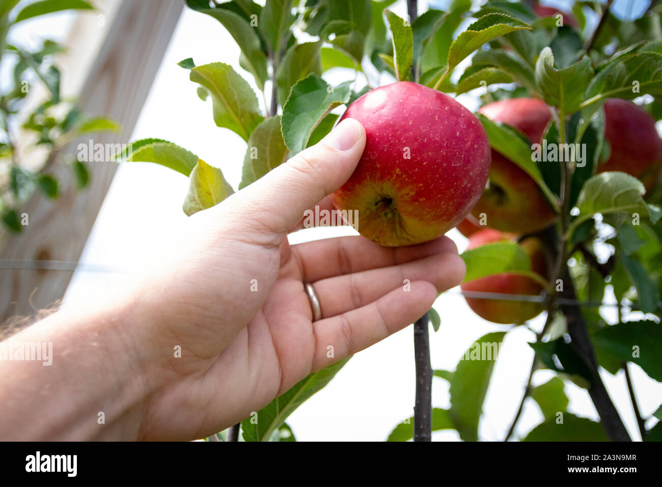 Hand picking an apple hi-res stock photography and images - Alamy