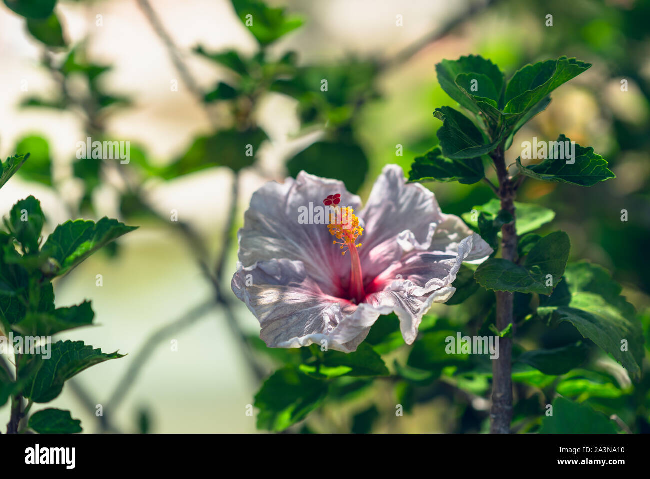 Hibiscus Flower in bloom, close up in a garden with soft blur green ...