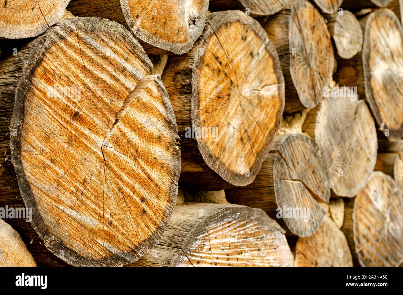 Selective felling hi-res stock photography and images - Alamy