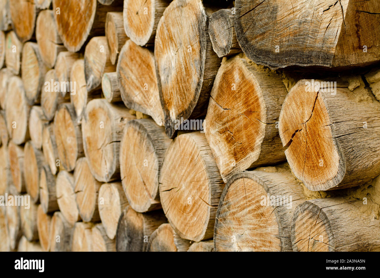 Selective felling hi-res stock photography and images - Alamy