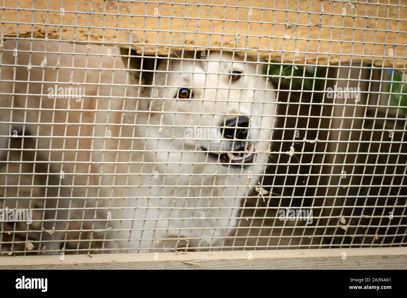 Dog closed in the cage. Selective focus on cell. Animal shelter and ...