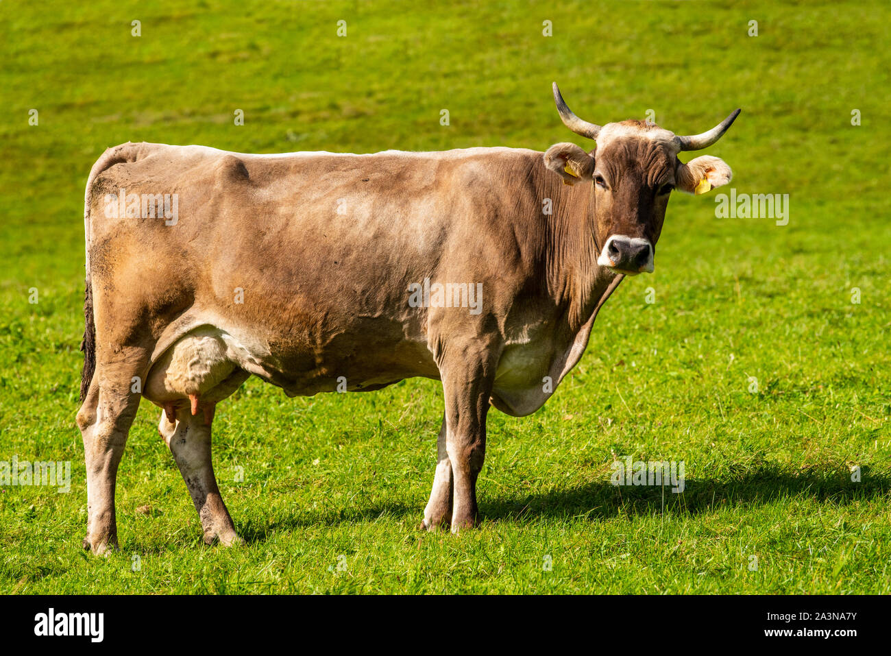 portrait of single cow in meadow Stock Photo - Alamy