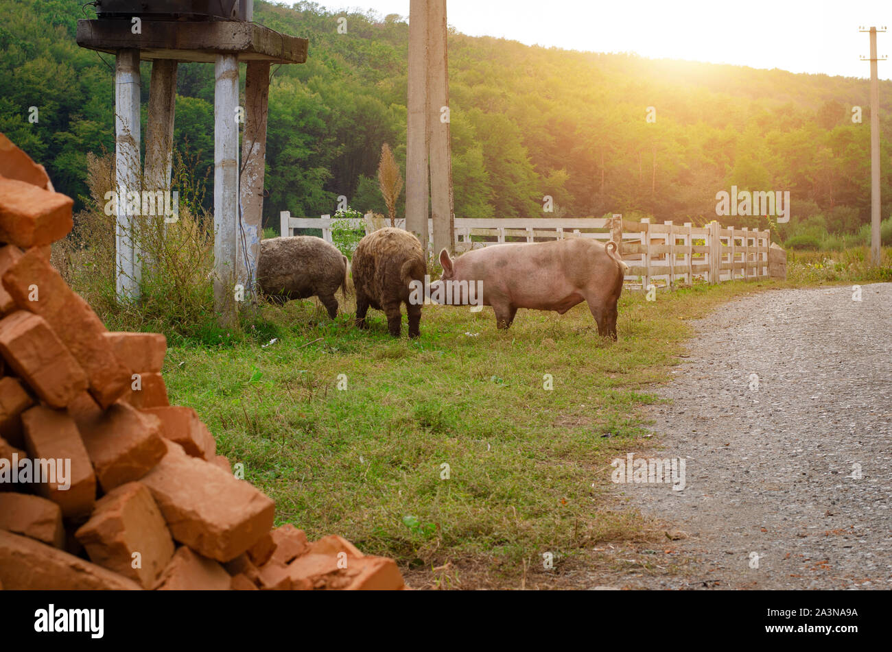 Pigs walk on the road in the countryside. Rural landscape Stock Photo ...