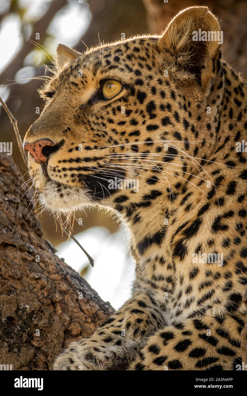 Leopard Face Profile Marlon Du Toit 🐾 | Leopard Portrait.