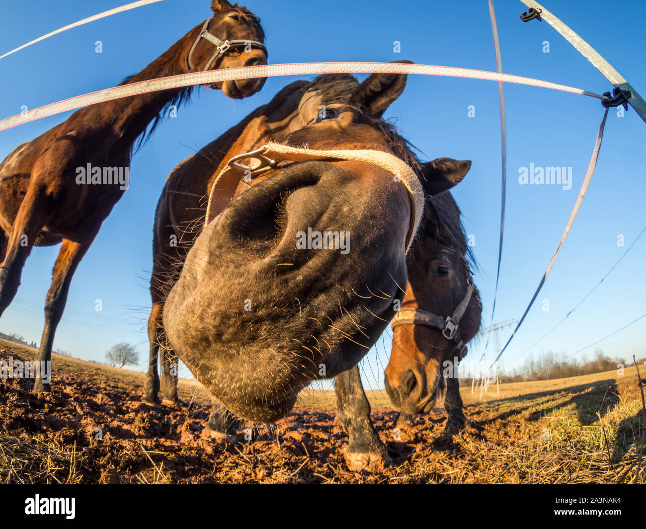 Horse looks into camera Stock Photo - Alamy
