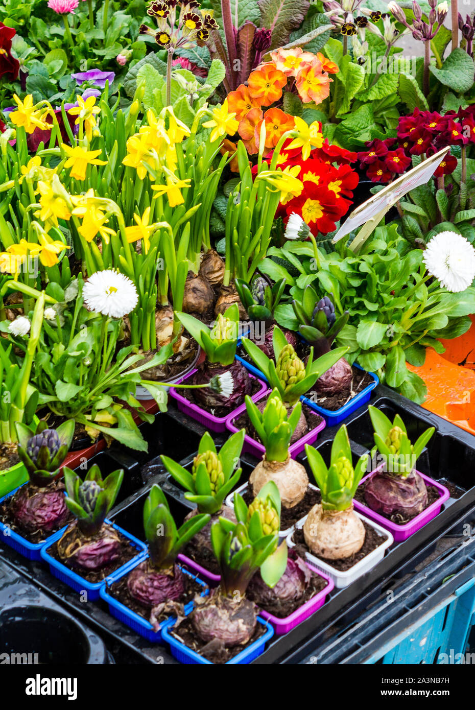 Splendor pot hi-res stock photography and images - Alamy