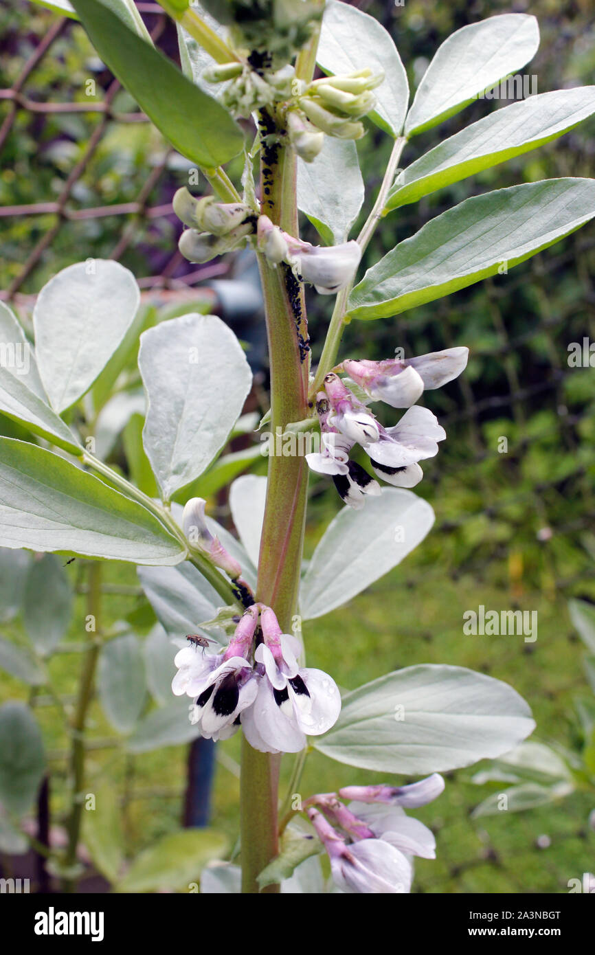 Broad Bean plants 'The Sutton' flowering in organic vegetable plot ...