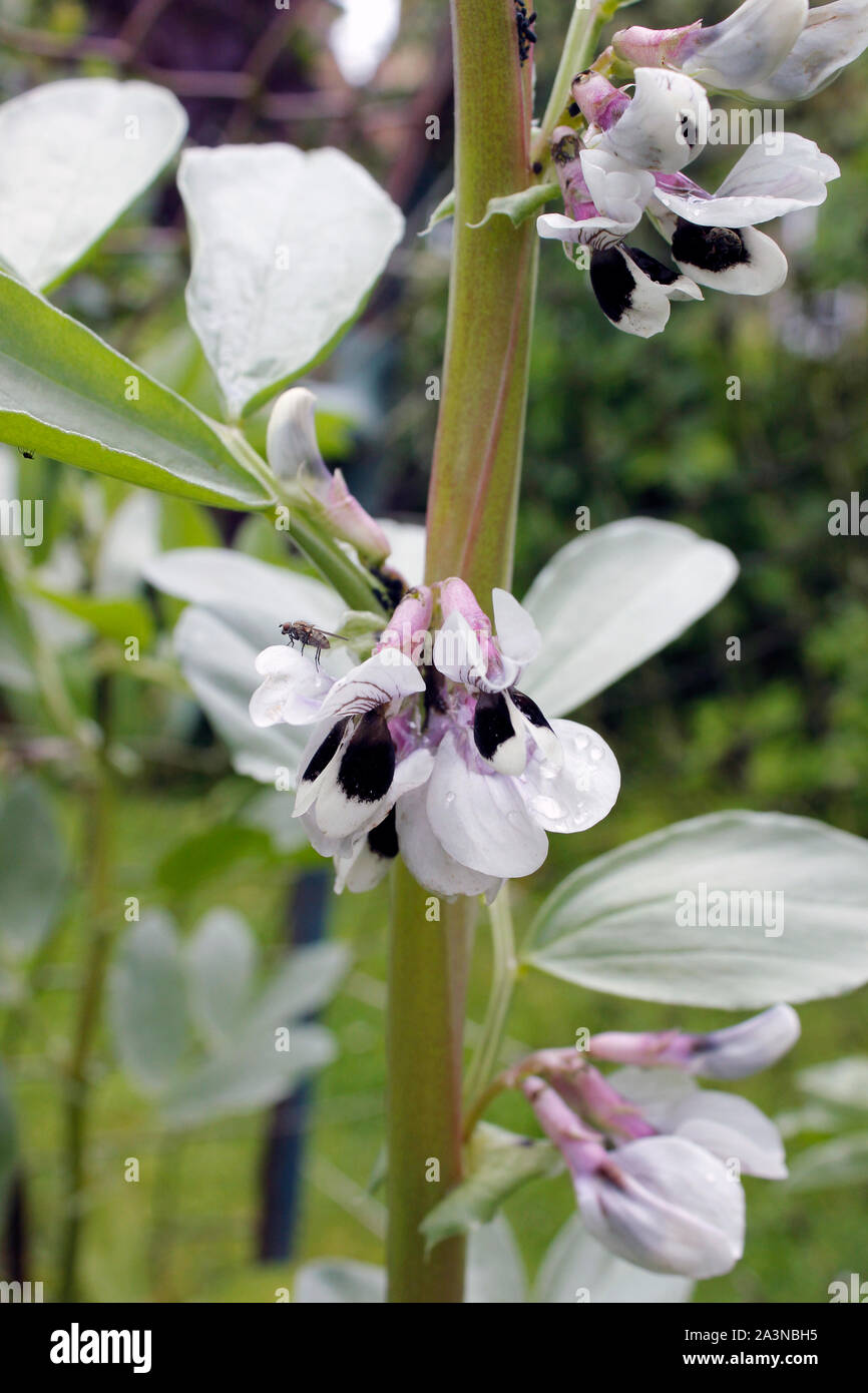 Broad Bean plants 'The Sutton' flowering in organic vegetable plot ...